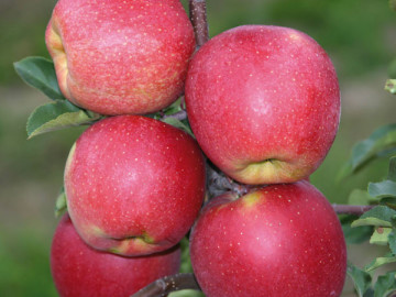 Puiet de mar Szampion, pom fructifer mar cu fructe zemoase, dulci ...