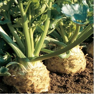 Telina Goliath F1 - 50 de seminte de Telina de radacina, Florian