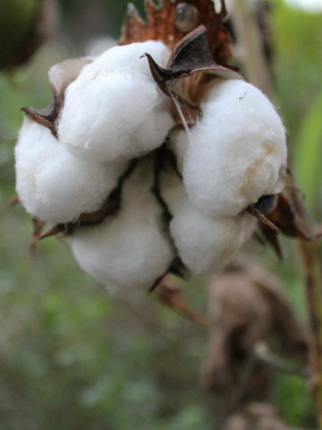 Bumbac ornamental (5 seminte) planta perena flori galbene, Toraf