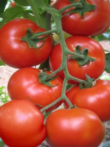 Seminte Legume, Prima Sementi - Seminte1