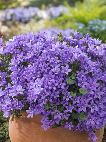 Campanula Mix (0.25 gr) seminte planta perena cu flori in forma de ...