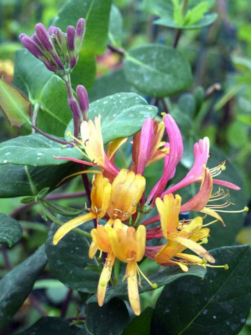 Caprifoi Lonicera Goldflame (1 m in ghiveci de 2 L), tufa ornamentala ...