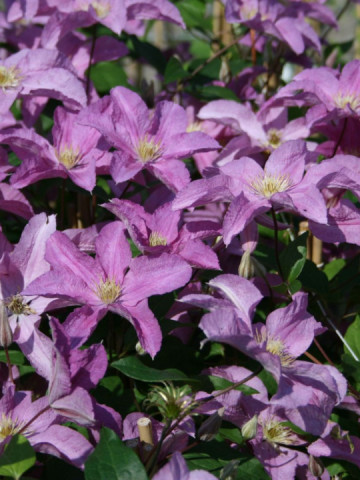 Clematite Danuta (ghiveci 2 L), tufa ornamentala cataratoare Clematis ...