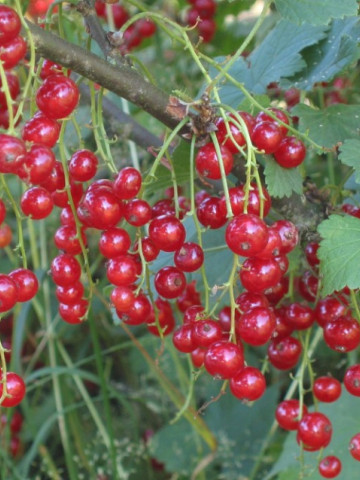 Coacaz rosu Ribes rubrum (1 butas in ghiveci 2 l), butasi de coacaze ...