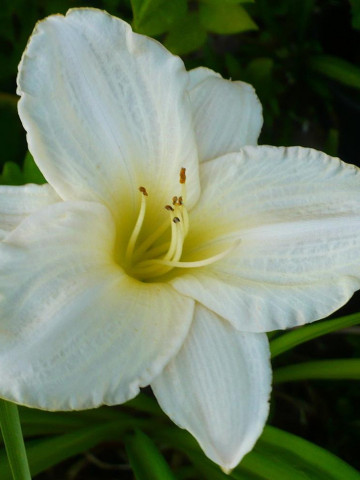 Crin Hemerocallis White Temptation (ghiveci 1,5 L), crin de o zi cu ...