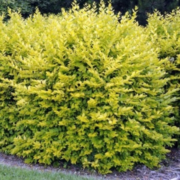 Ligustrum ovalifolium Aureum (ghiveci 1,5 l), lemn cainesc auriu