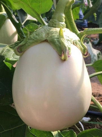 Seminte Vinete Albe, Profit SEEDS - Seminte1