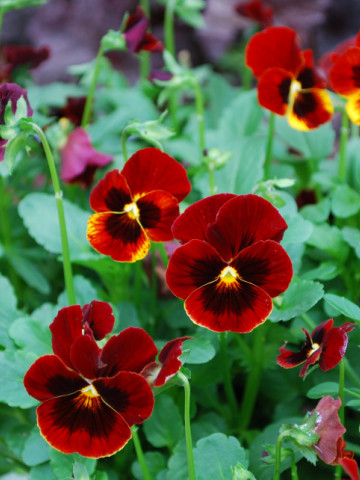 Panselute Evening Sun (0.15 gr) seminte de panselute rosii, Horti Tops