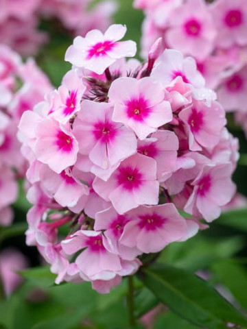 Phlox Paniculata Bright Eyes (ghiveci 1 l), plante perene cu flori mari ...