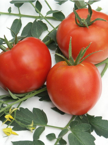 Ruen F1 50 seminte de rosii bulgaresti profesionale, GeosemSelect Bulgaria