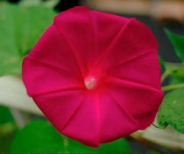 Scarlet O'Hara (2 gr) seminte Zorele urcatoare flori mari, rosii ...