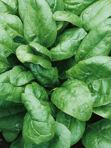 Scorpius F1 (3 gr) de seminte spanac tip Baby Leaves timpuriu frunze ...