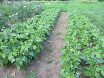 Serpedor (15 gr) seminte fasole pitica soi timpuriu, pastai galbene ...