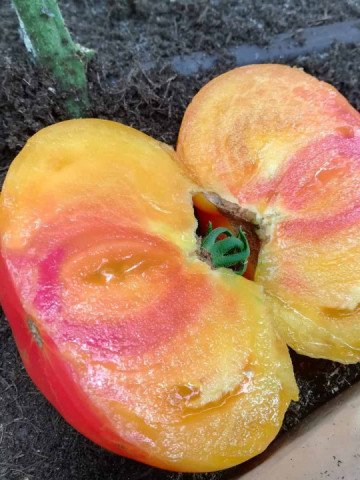 Ananas (30 seminte) de rosii galben-portocalii gigant, fructe cu gust ...