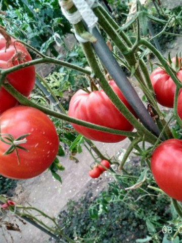 Beefmaster F1 (30 seminte) tomate fructe foarte mari tip gigant, pulpa ...