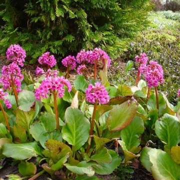 Bergenia cordifolia Rose (in ghiveci de 1 L), rasad de Bergenia cu ...