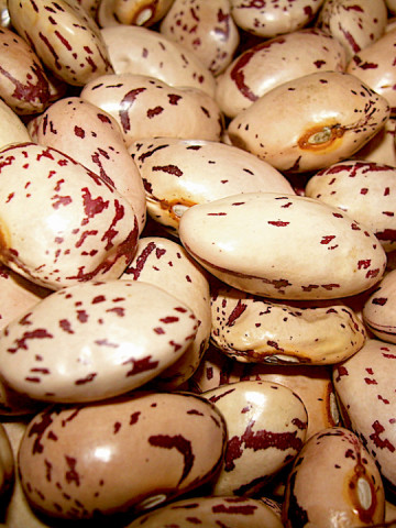 Borlotto Lamon (150 gr) seminte de fasole urcatoare bob tarcat, Agrosem