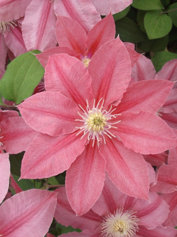 Clematite Little Mermaid (1.5 m in ghiveci de 2 L) tufa ornamentala ...