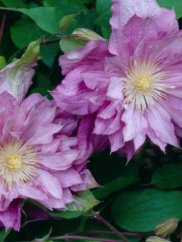 Clematite Proteus (ghiveci 2 L), tufa ornamentala cataratoare Clematis ...