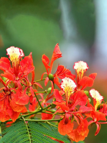 Copac Flacara (4 seminte), Arbore de Foc Delonix Regia, Toraf