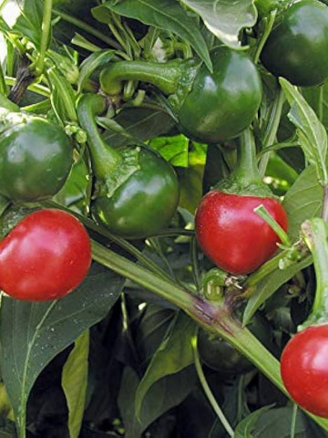 Coral (150 seminte), ardei iute rosu tip cireasa Koral, ChemyFarm