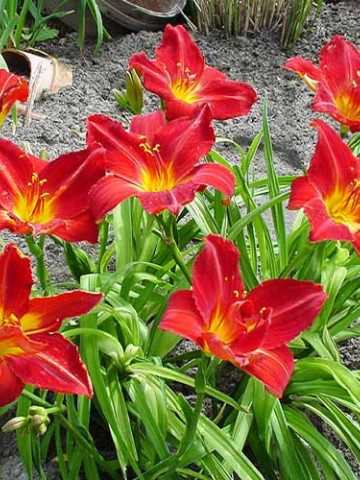 Crin Hemerocallis Anzac (ghiveci 1,5 L), crin de o zi cu flori foarte ...