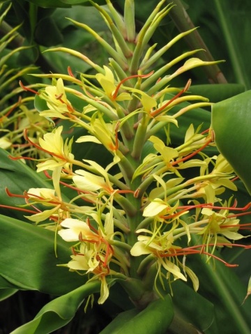 Floarea Fluture (10 seminte) Red Ginger Lily - Hedychum gardnerianum ...