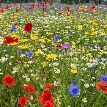 Flowers for Bees and Co (45 gr), seminte mix flori salbatice pentru ...