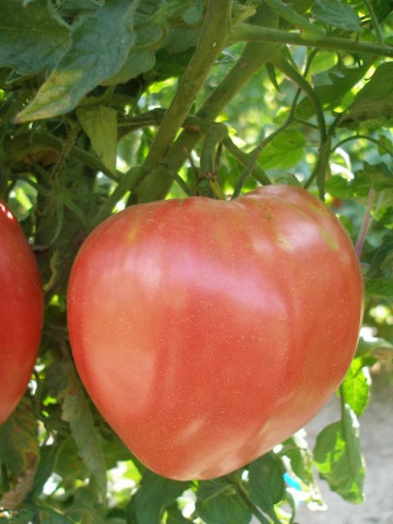 Gigant Inima de Bivol Roz (300 seminte), soi nedeterminat, gust ...