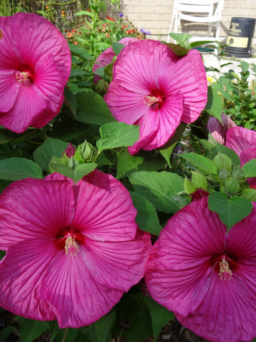 Hibiscus Luna Rose (6 seminte), Hibiscus peren, flori mari, roz, Seklos