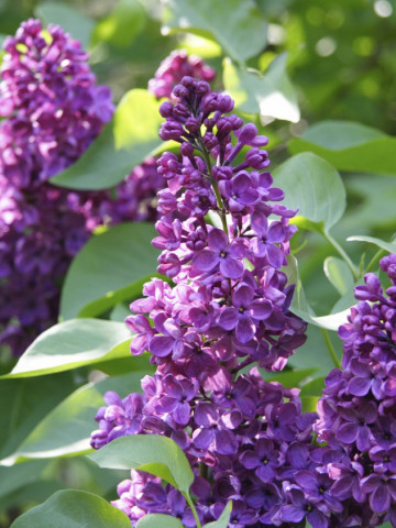 Liliac Charles Joly, arbust ornamental cu inflorescente bogate, de ...