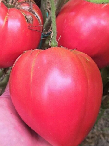 Malinowy Rodeo (60 seminte) rosii de tip inima de bivol Beef Gigant cu ...