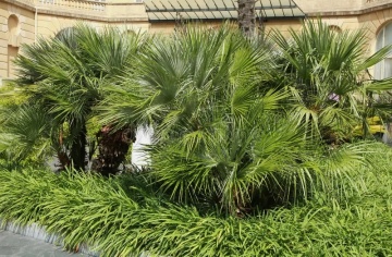 Palmier de Canepa (10 seminte) Chinese Windmill Palm - Chamaerops ...