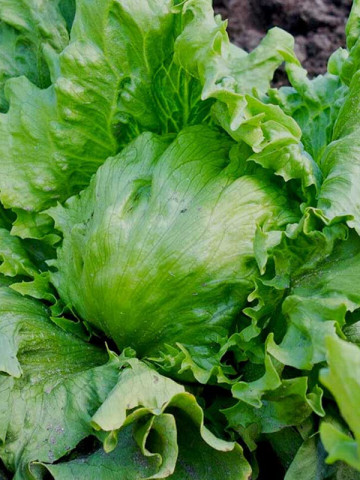 Salata Great Lakes (12.000 seminte) salata iceberg capatana mare ...