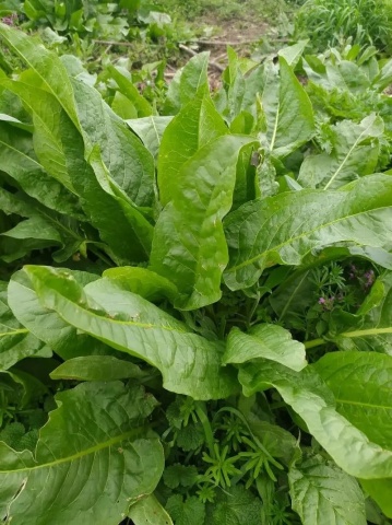 Spinach Dock (350 seminte) stevie perena rezistenta la seceta si peste ...