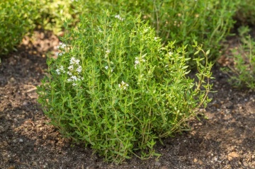Thymus vulgaris (ghiveci 10,5 cm), rasad cimbru de camp