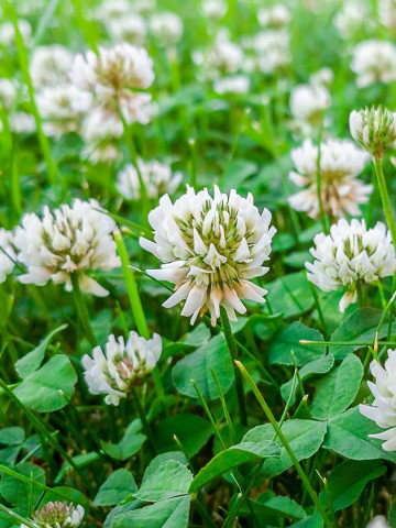 Trifoi alb Huia (10 kg), seminte de trifoi cu valoare furajera foarte ...
