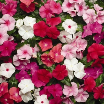 Vinca Mix (0.05 gr) - Seminte de plante anuale cu flori colorate, Agrosem