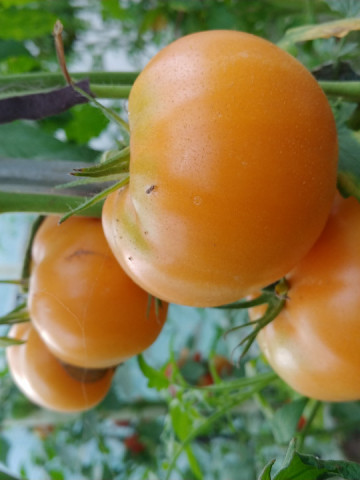 Amana Orange (40 seminte) rosii portocalii soi heirloom tip beefsteak ...