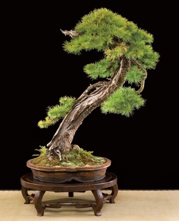 Bonsai Larice, Zada (75 seminte) Bonsai European Larch - Larix decidua ...
