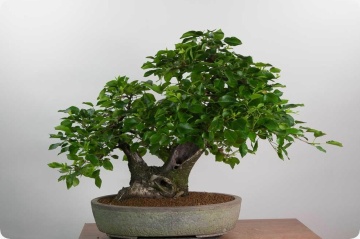 Bonsai Visin Turcesc (30 seminte) Bonsai Mahaleb Cherry - Prunus ...