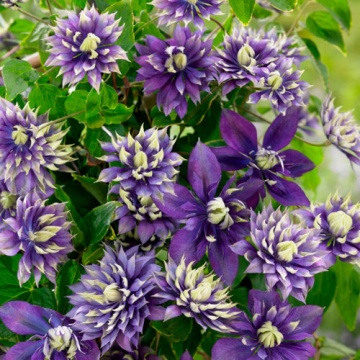 Clematite Taiga (ghiveci 2 L) cu flori mov-violet puse in evidenta de ...