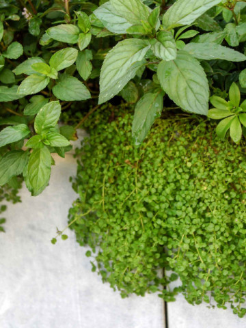 Corsican Mini Mint (20 seminte) seminte de menta mini, planta ...