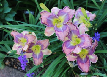 Crin Hemerocallis Mildred Mitchell (ghiveci 1,5 L), crin de o zi cu ...