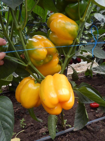 Insignia F1 (100 seminte) ardei gras tip blocky, nedeterminat, pulpa ...