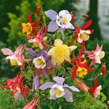 McKana Giants (150 seminte) planta perena Caldarusa, flori deosebite ...