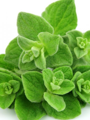 Seminte Oregano - Seminte1