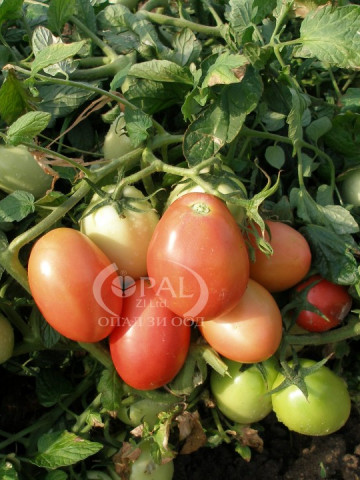 Pinky Fen (1500) Seminte de Rosii Roz pentru prelucrare si conservare ...