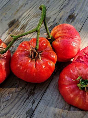 Rosa di Sorrento (60 seminte) rosii mari tip gigant Beefsteak, gustoase ...