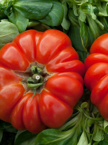 Rosii Bio Marmande (60 seminte) tomate eco determinate, mari, carnoase ...